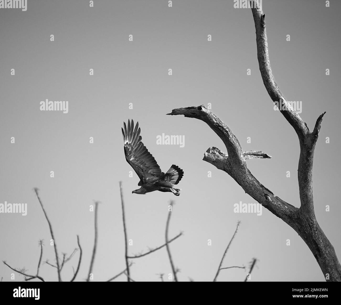 Crested Serpent Eagle flying from dead tree Stock Photo - Alamy