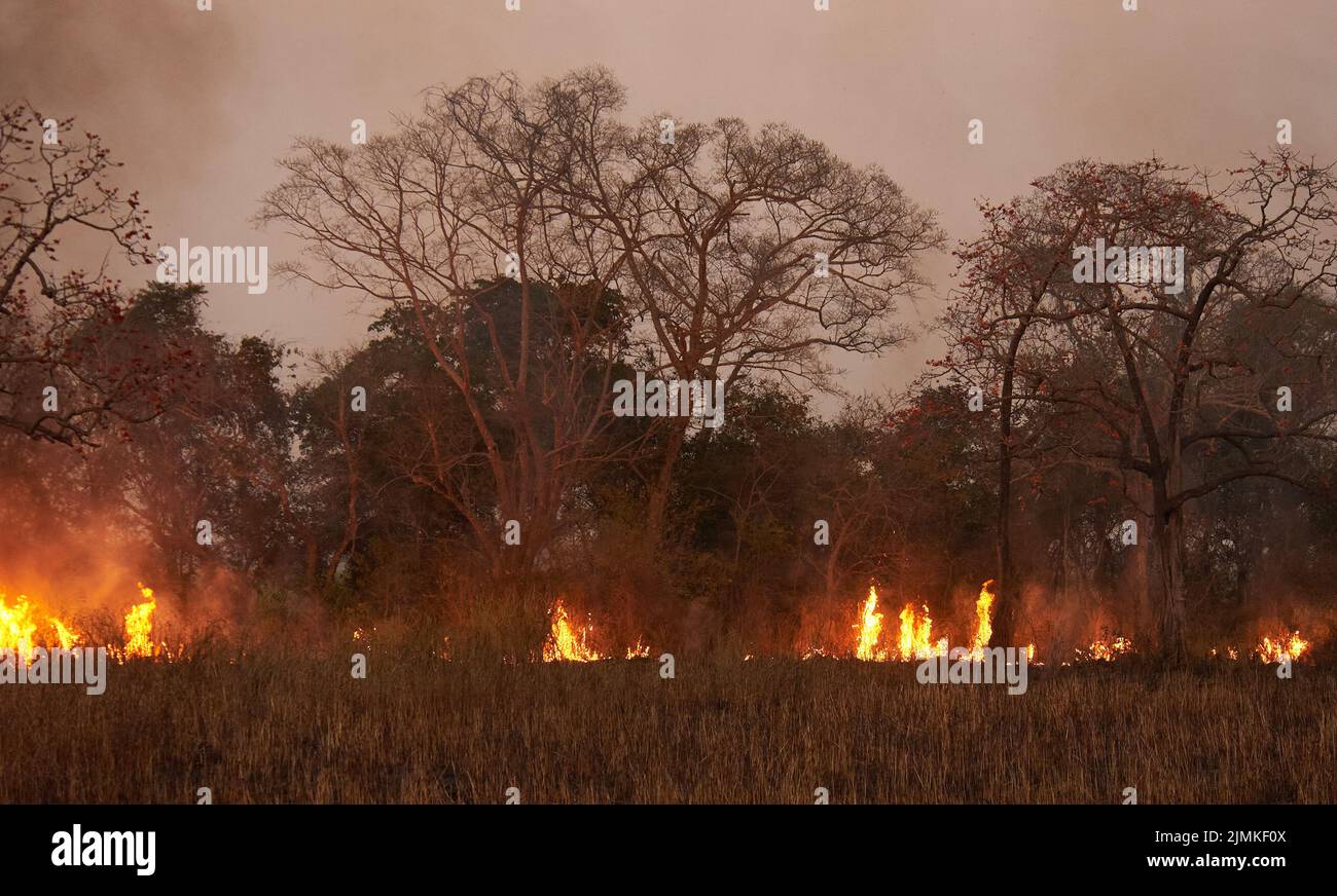 Controlled fire at kaziranga hi-res stock photography and images - Alamy