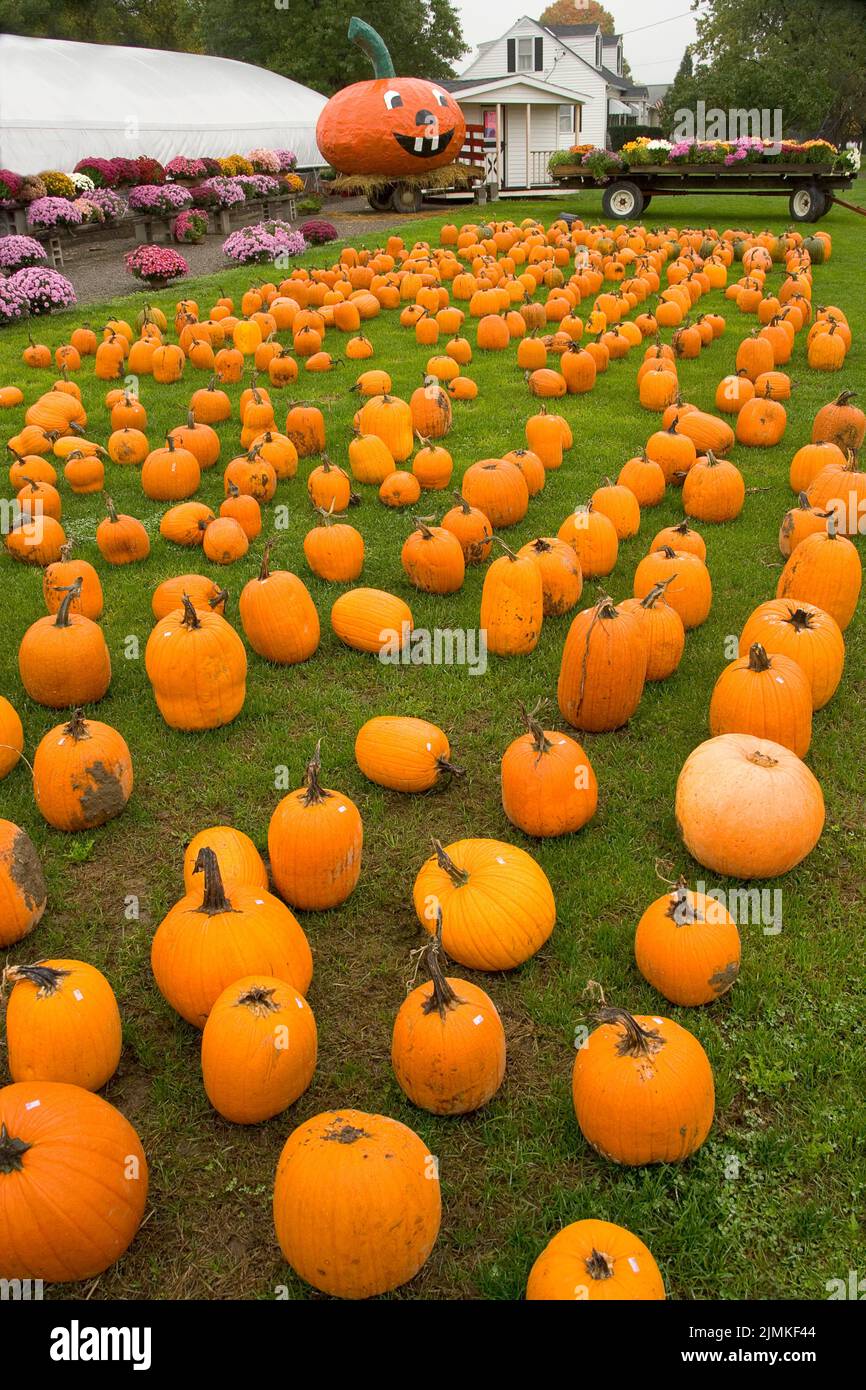 Many pumpkins in a yard during October Stock Photo - Alamy