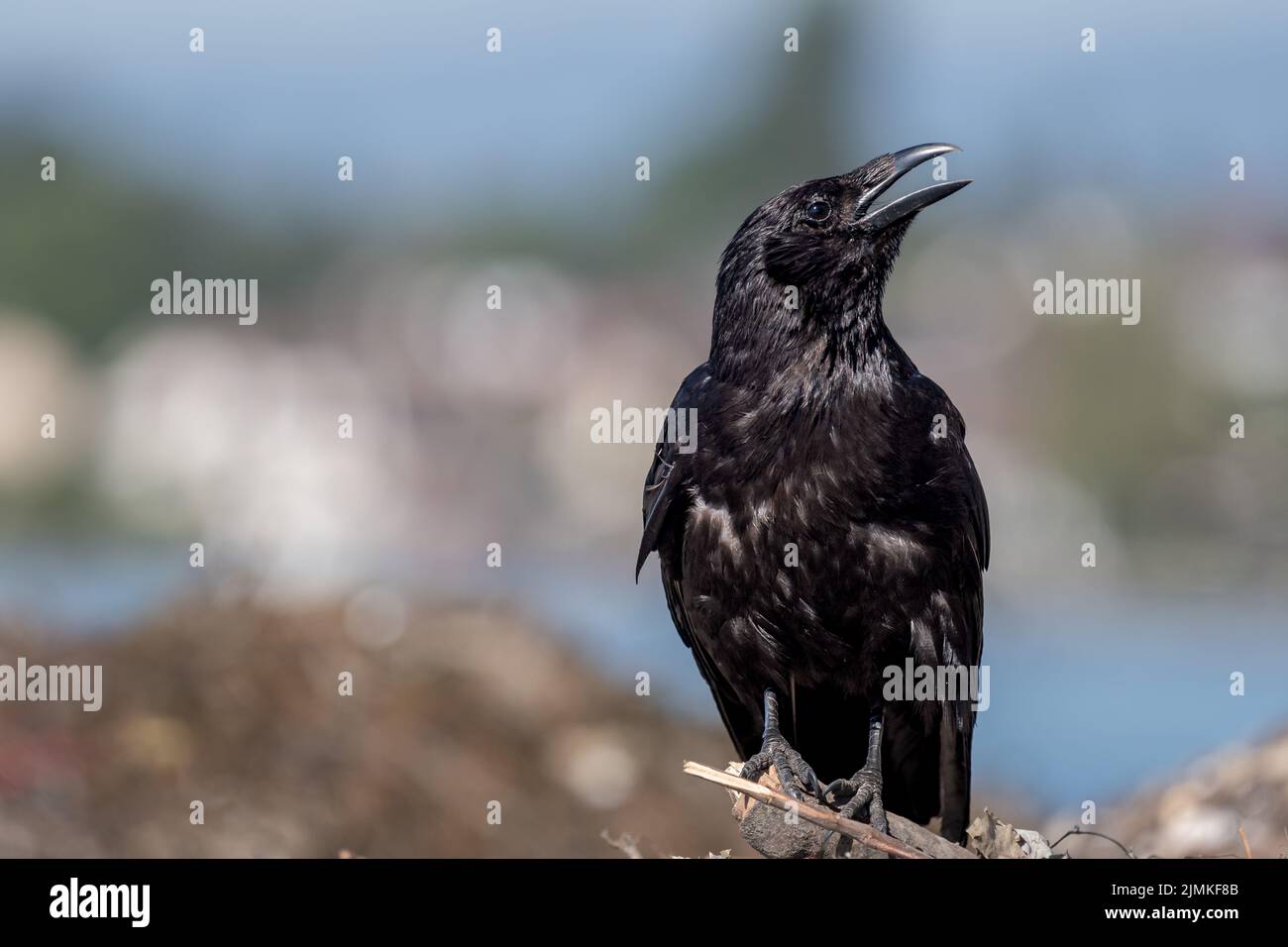 Crow on tree. Carrion crow perching on tree branch. One isolated corvus ...