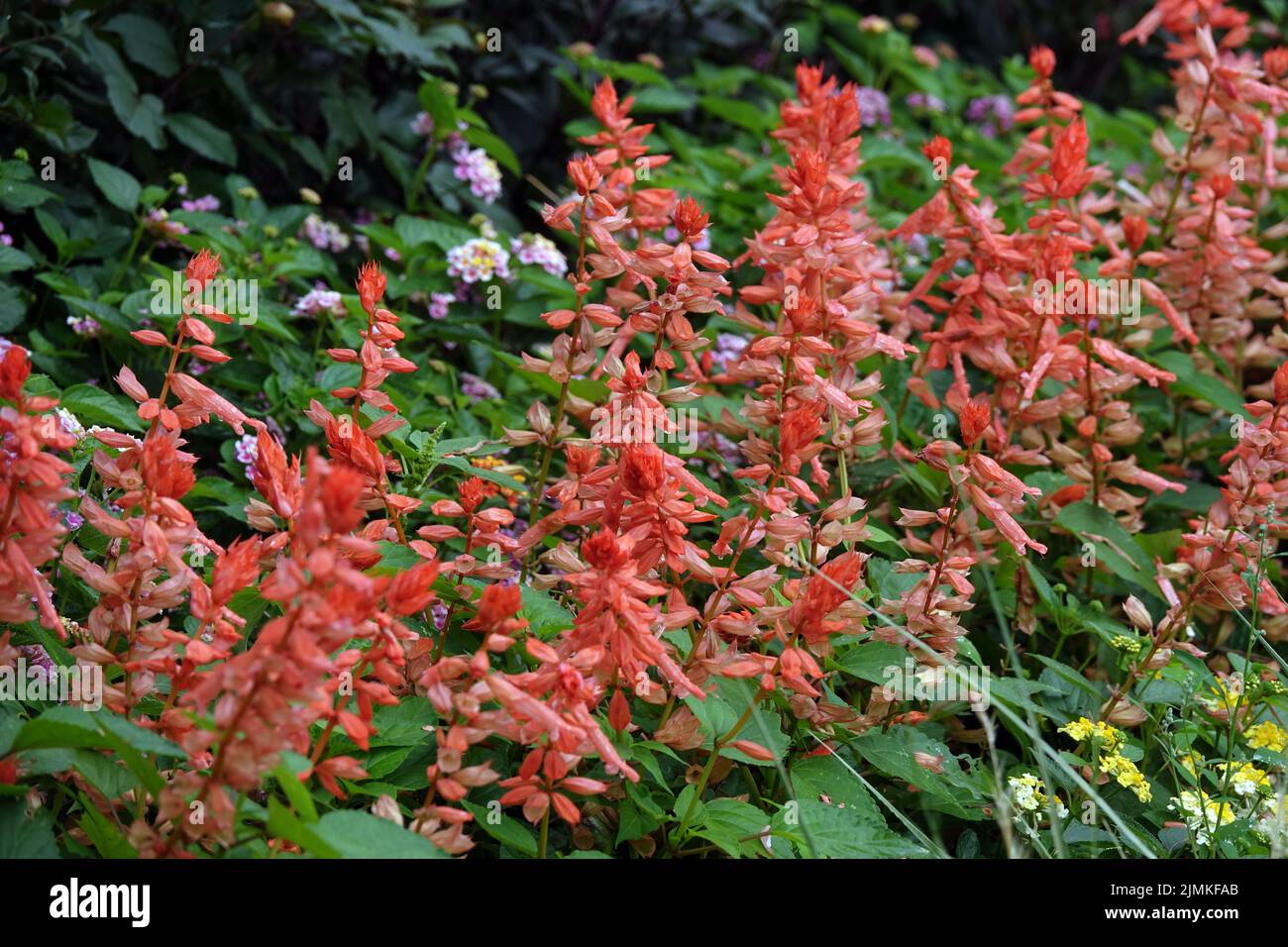 Fire sage hi-res stock photography and images - Alamy