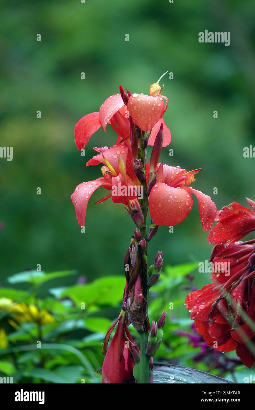 Fire sage hi-res stock photography and images - Alamy