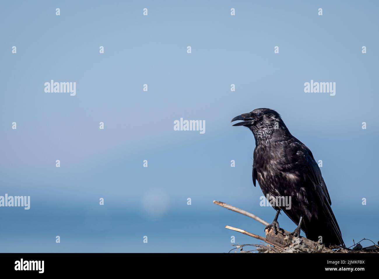 Crow on tree. Carrion crow perching on tree branch. One isolated corvus ...