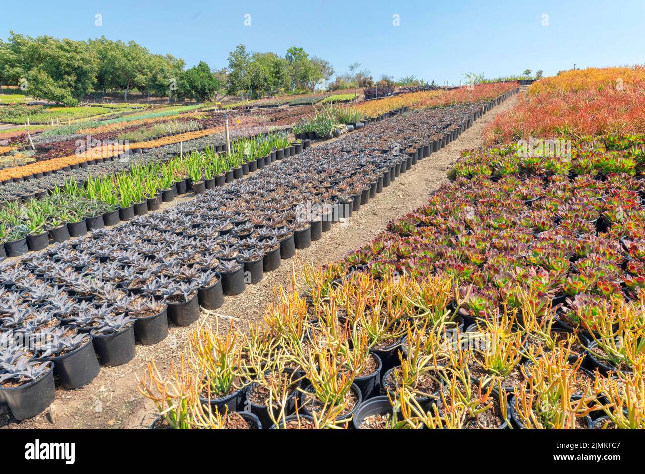 Row of ornamental succulent plants with colorful foliage. Varieties of ...