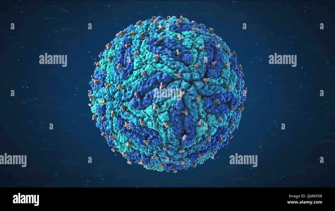 Granule cell hi-res stock photography and images - Alamy