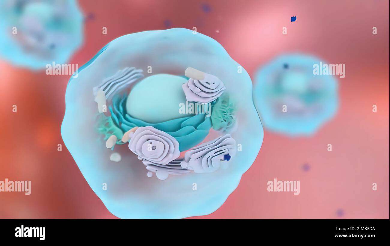 Fat cell magnification hi-res stock photography and images - Alamy