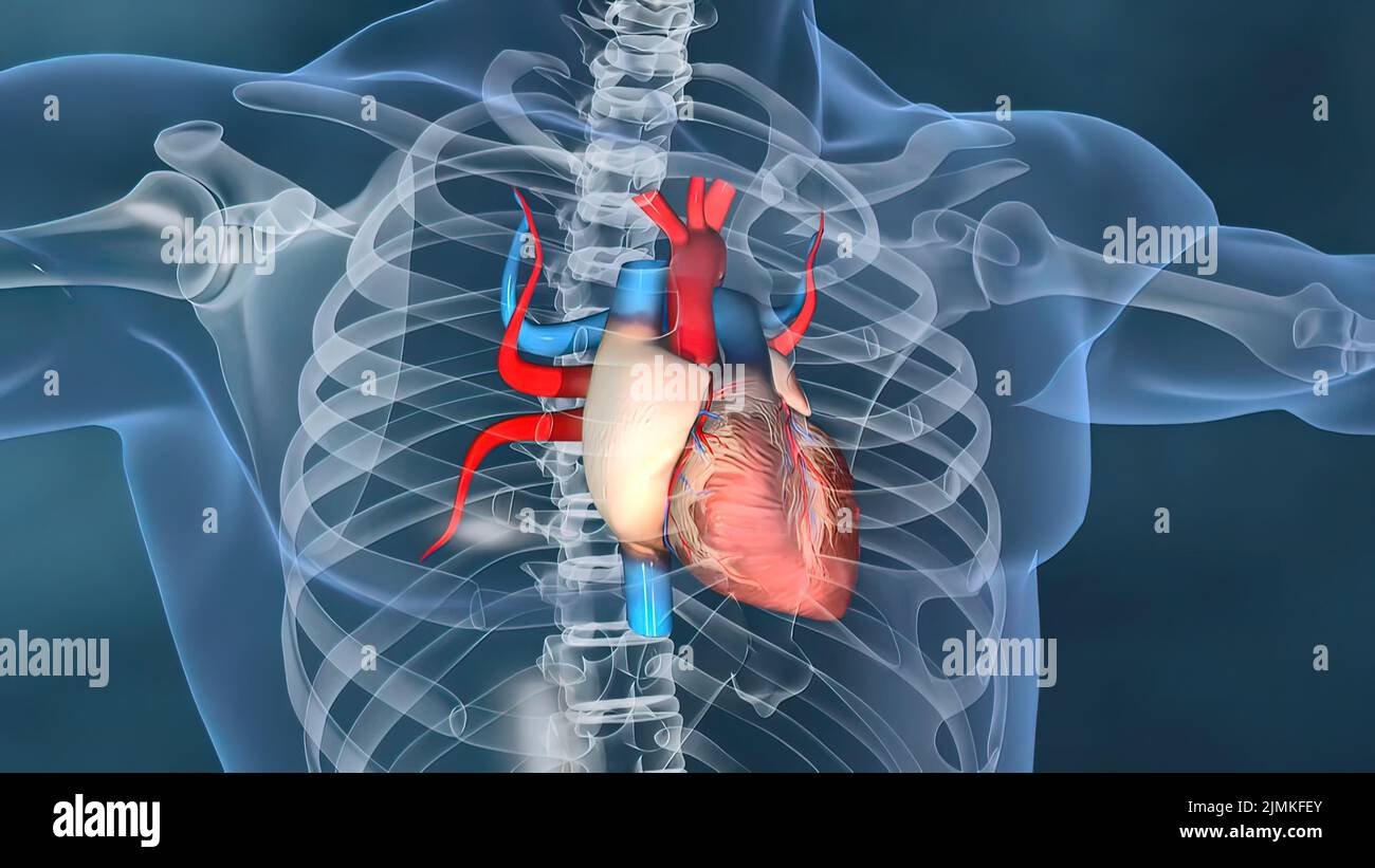 Cardiovascular system model full body hi-res stock photography and ...