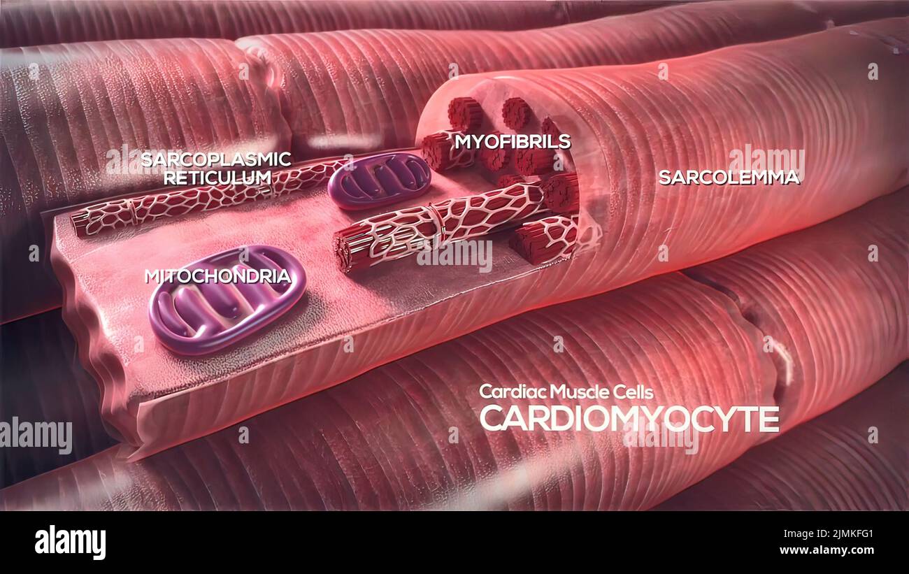 Cardiac muscle hi-res stock photography and images - Alamy