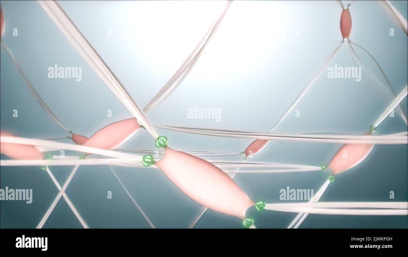 Epithelial surface hi-res stock photography and images - Alamy