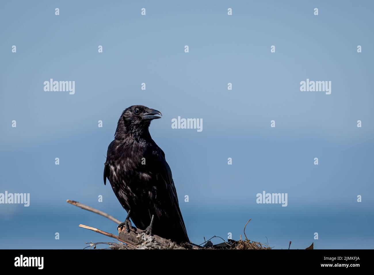 Crow on tree. Carrion crow perching on tree branch. One isolated corvus ...