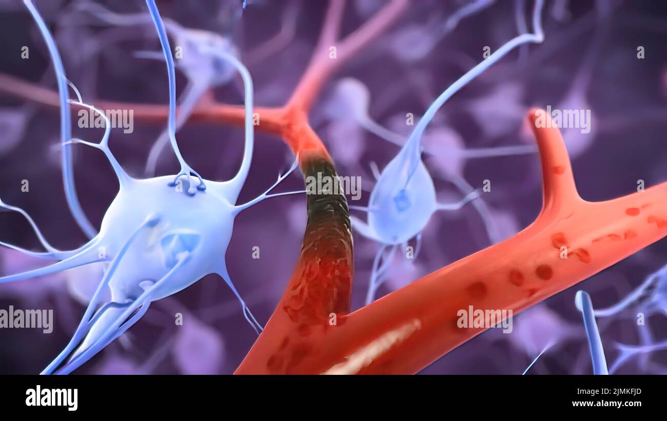 Heart anatomy and blood vessels hi-res stock photography and images - Alamy