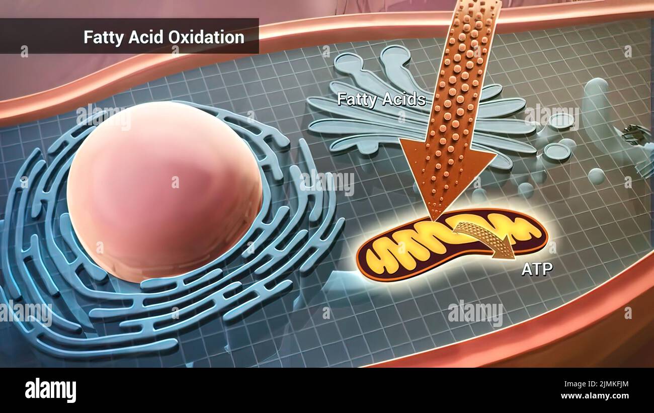Granule cell hi-res stock photography and images - Alamy