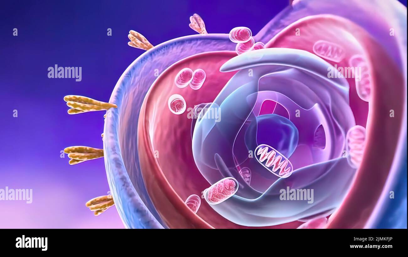 Fat cell magnification hi-res stock photography and images - Alamy