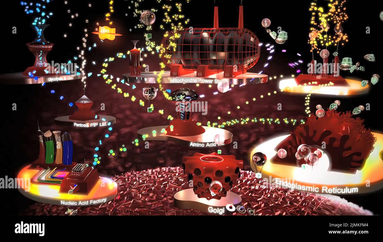 Human reproduction process hi-res stock photography and images - Alamy