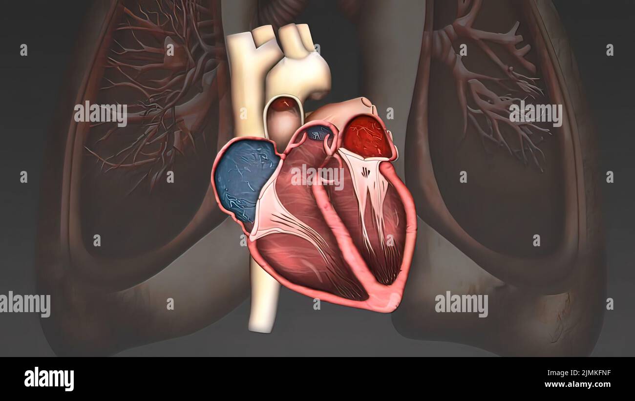 Blood flow simulation hi-res stock photography and images - Alamy