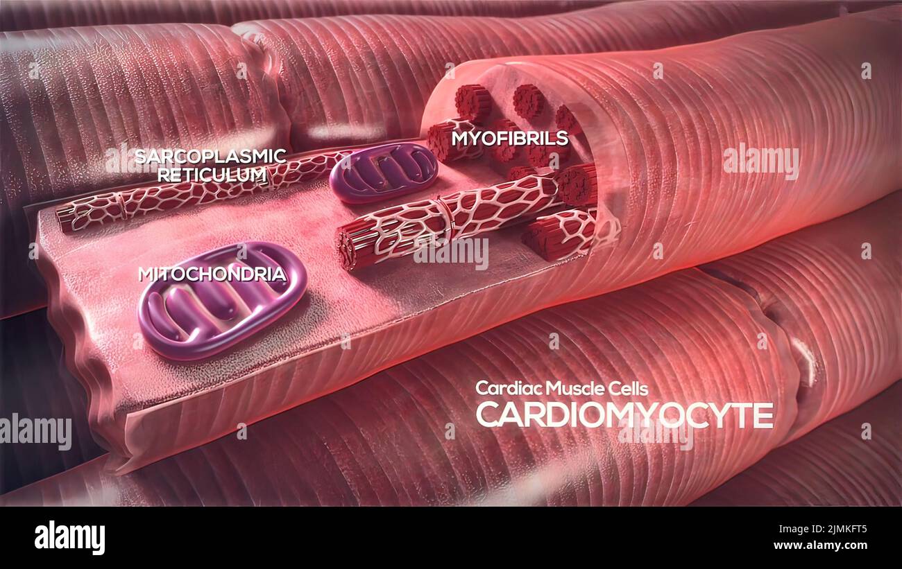 Cardiac Muscle 400x