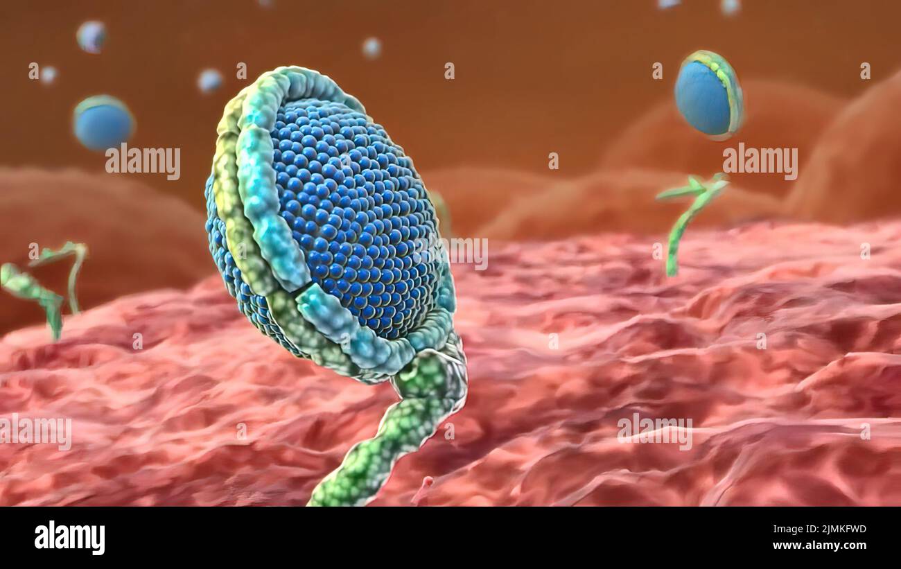 Computer model cell hi-res stock photography and images - Alamy