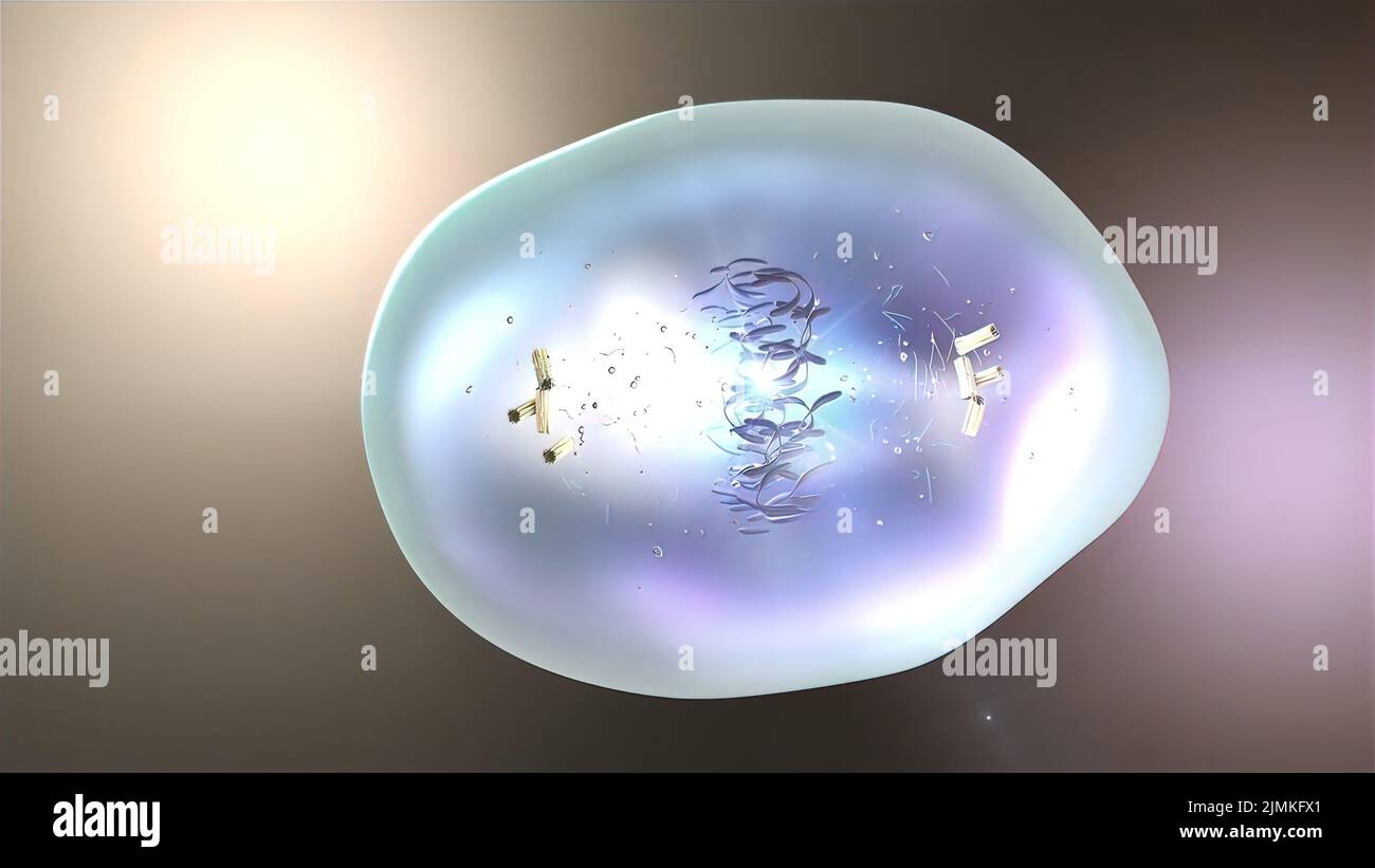 Human cells mitosis microscope hi-res stock photography and images - Alamy