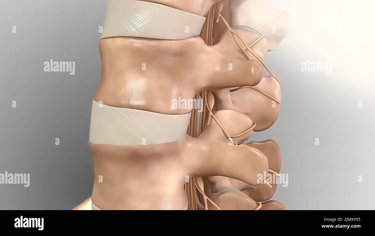 Cervical spine nerves and blood vessels hi-res stock photography and images - Alamy