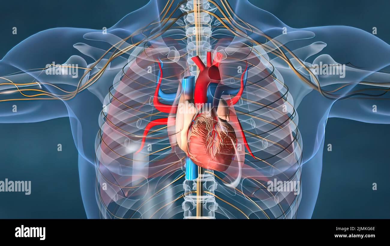 Full body human anatomy hi-res stock photography and images - Alamy