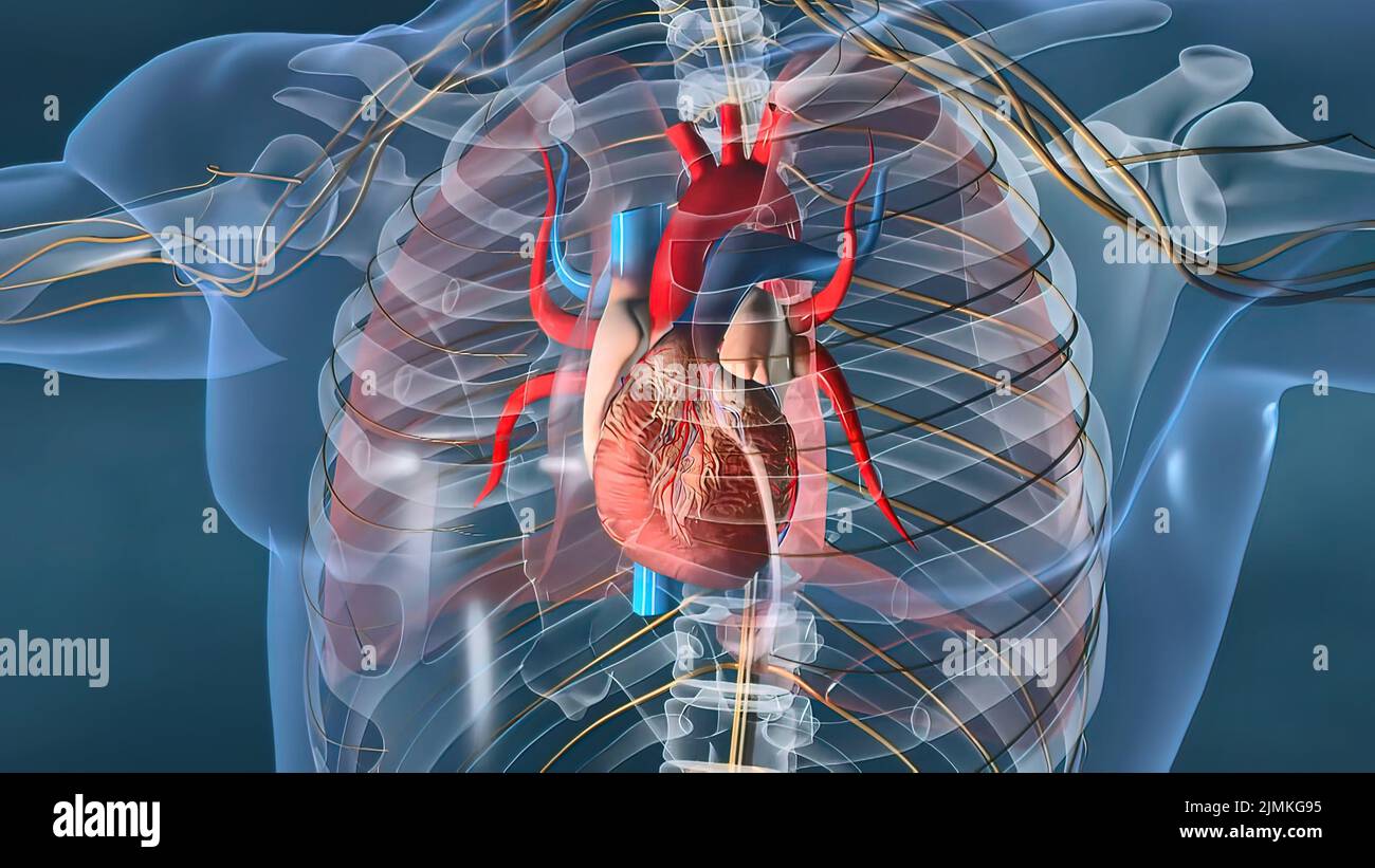 Full body human anatomy hi-res stock photography and images - Alamy