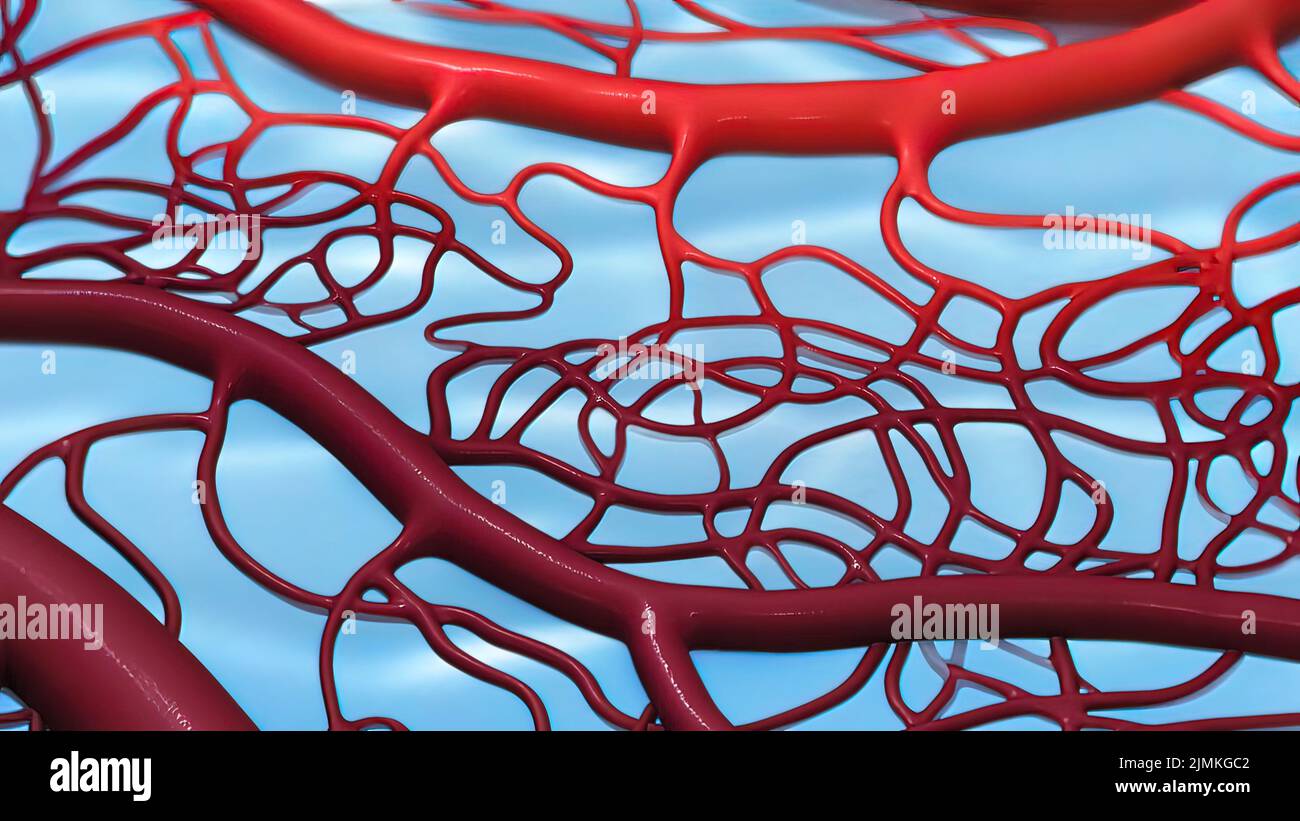 Blood flow back hi-res stock photography and images - Alamy