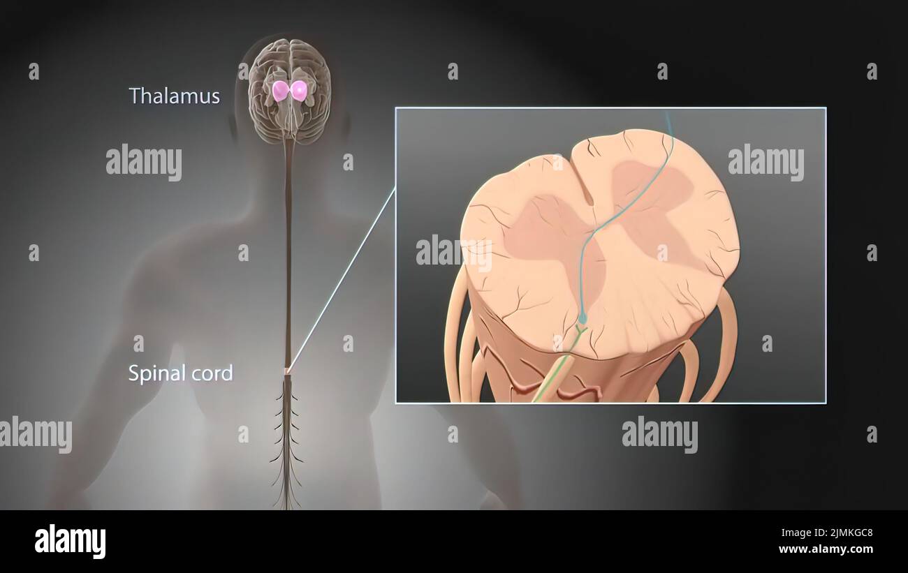 Spinal cord brain anatomy 3d hi-res stock photography and images - Alamy