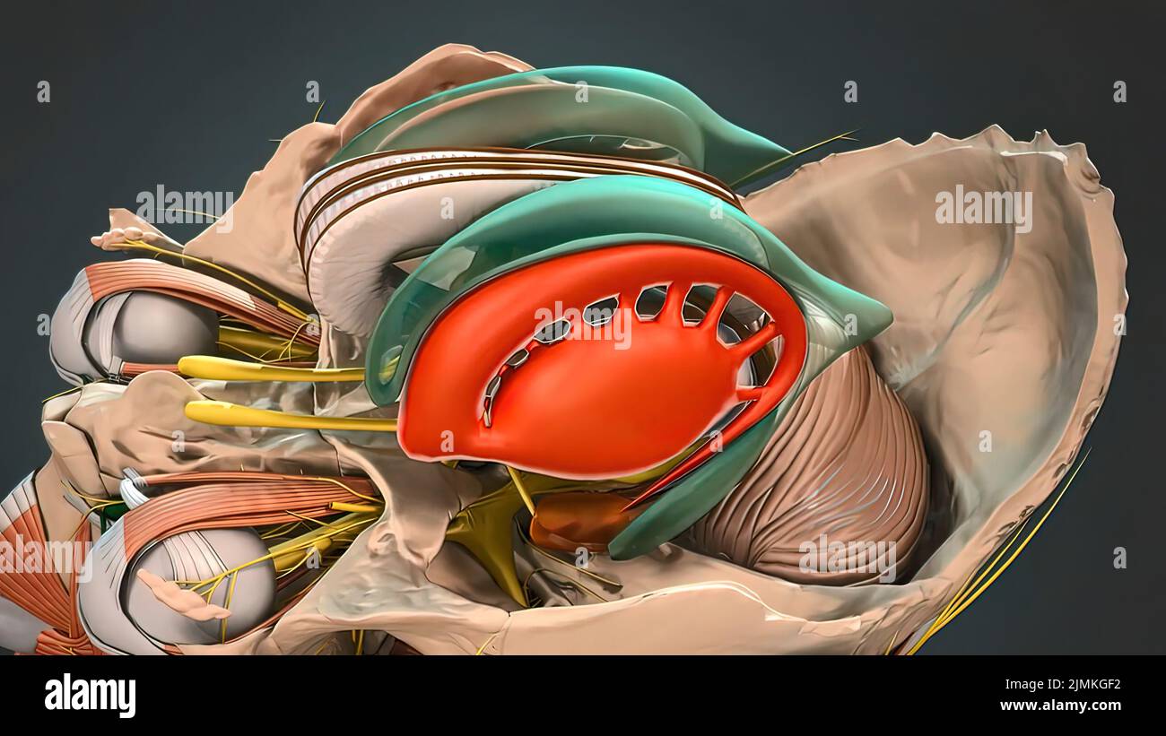 Inside the core hi-res stock photography and images - Alamy