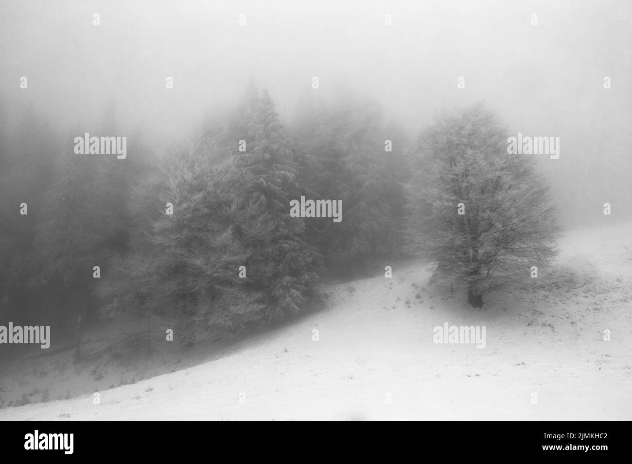 Trees in forest while snowing in Podu Calului, Buzau Stock Photo - Alamy