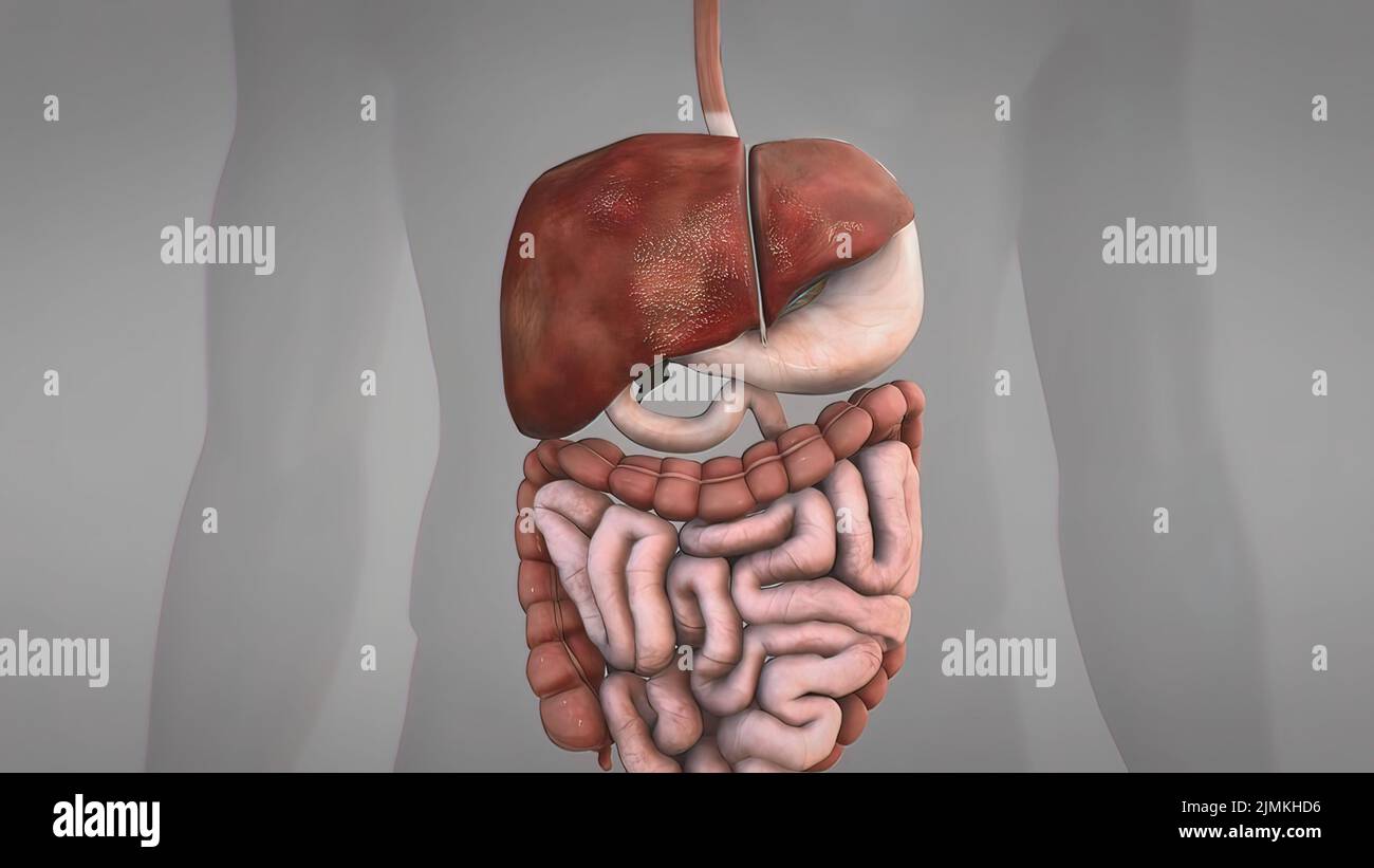 Peristalsis stomach hi-res stock photography and images - Alamy