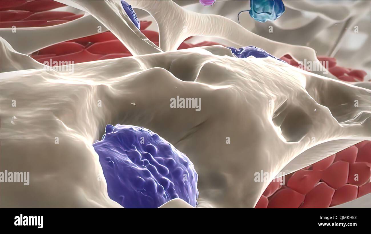 Histology of bone growth hi-res stock photography and images - Alamy