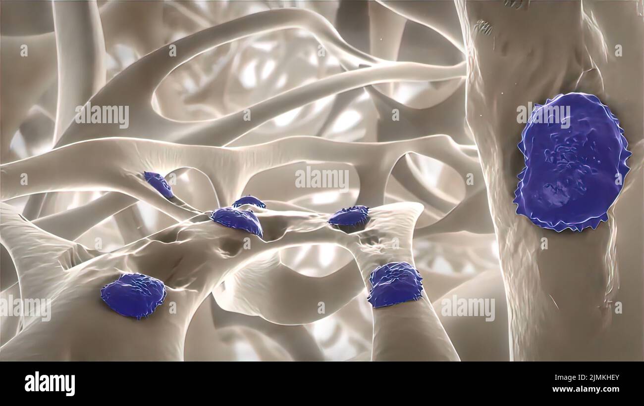 Osteocyte of bone cell hi-res stock photography and images - Alamy