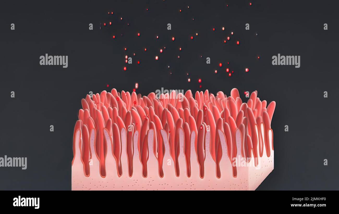 Inside of the intestinal lining hi-res stock photography and images - Alamy