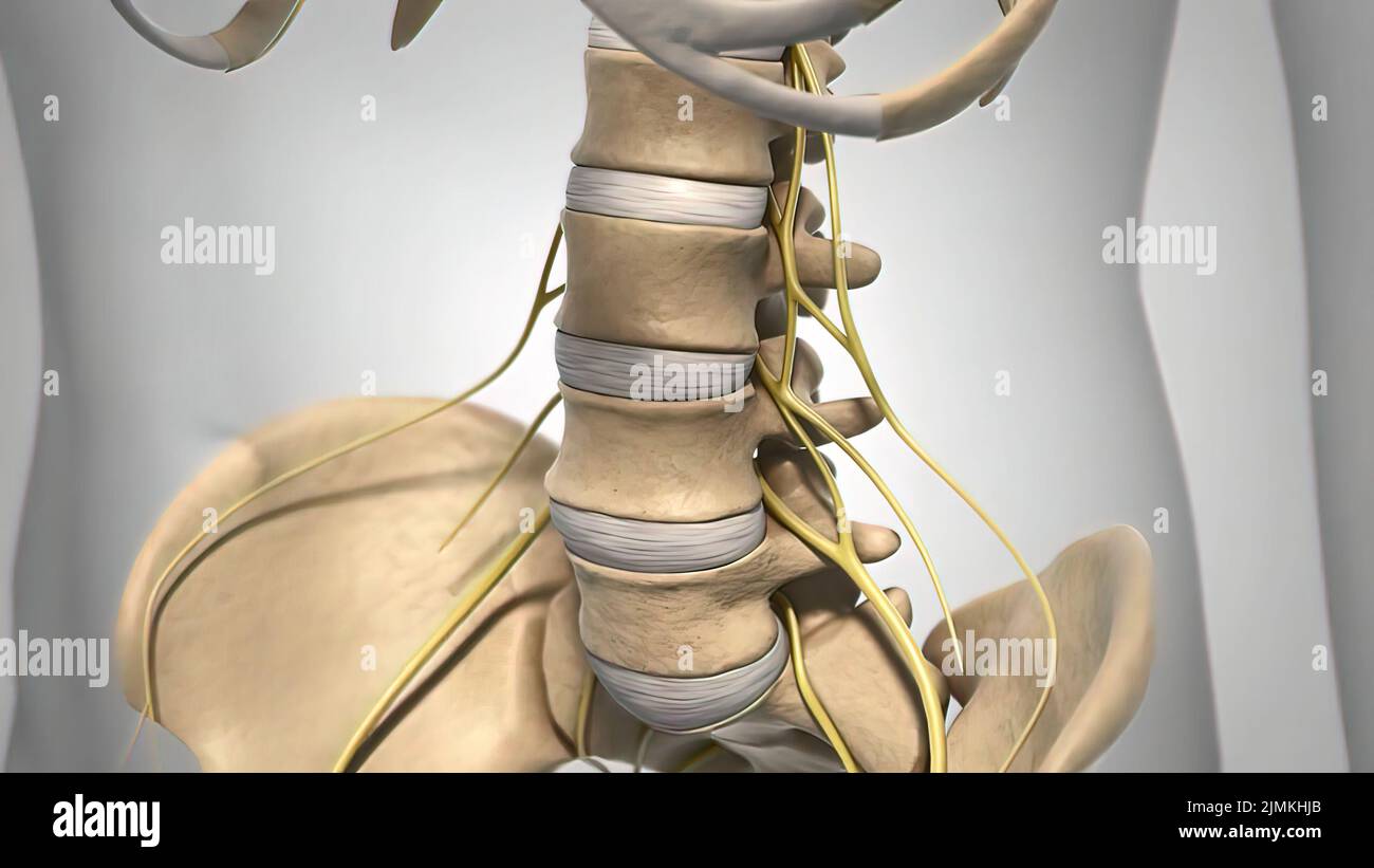 Lateral cord hi-res stock photography and images - Alamy