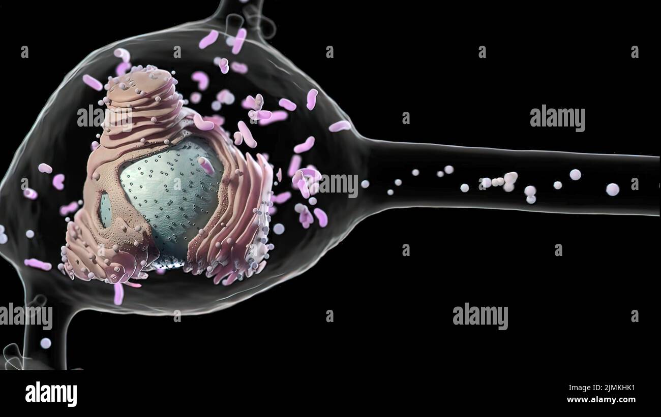 Human brain glowing inside light hi-res stock photography and images ...