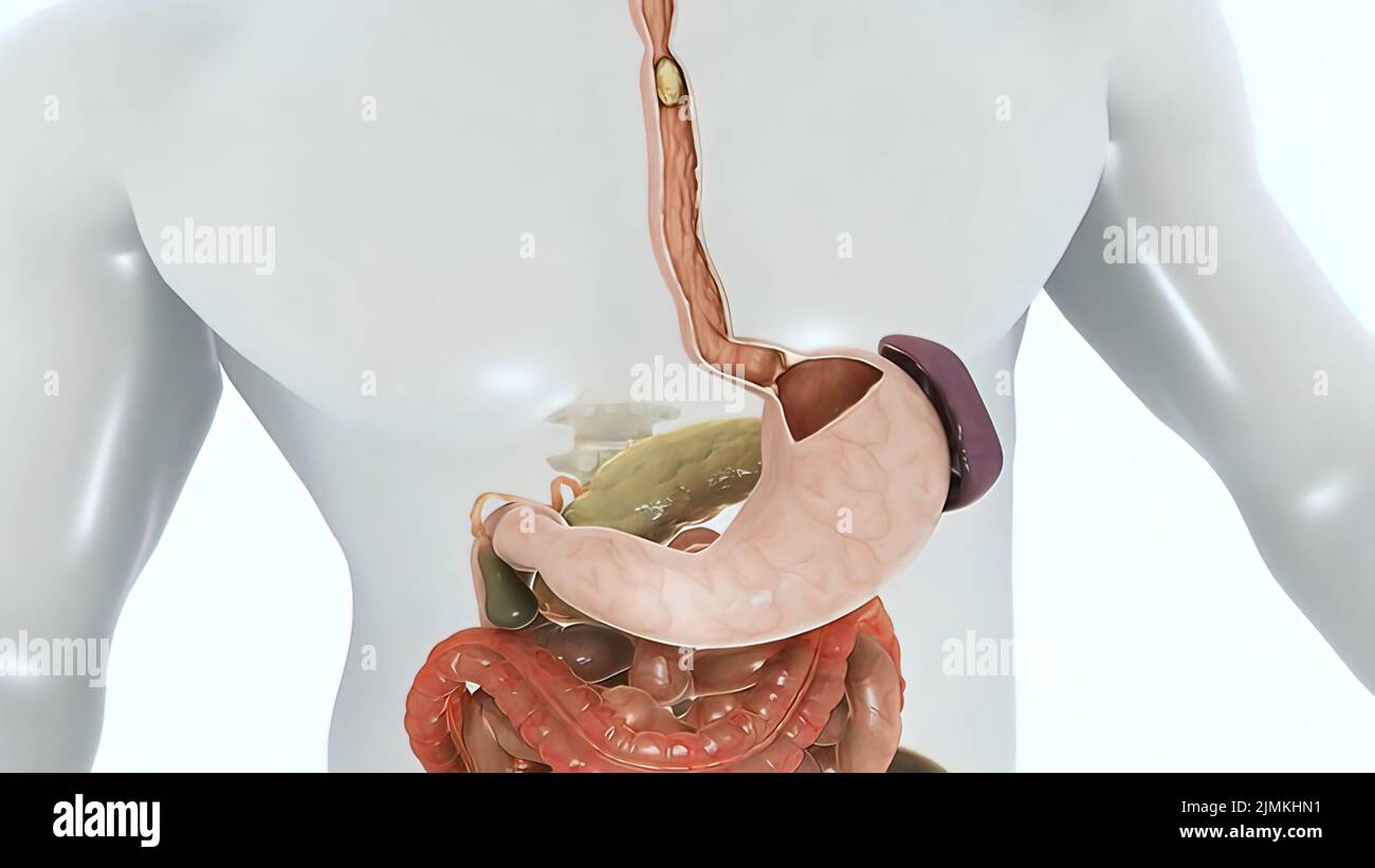 Stomach digestion hi-res stock photography and images - Alamy