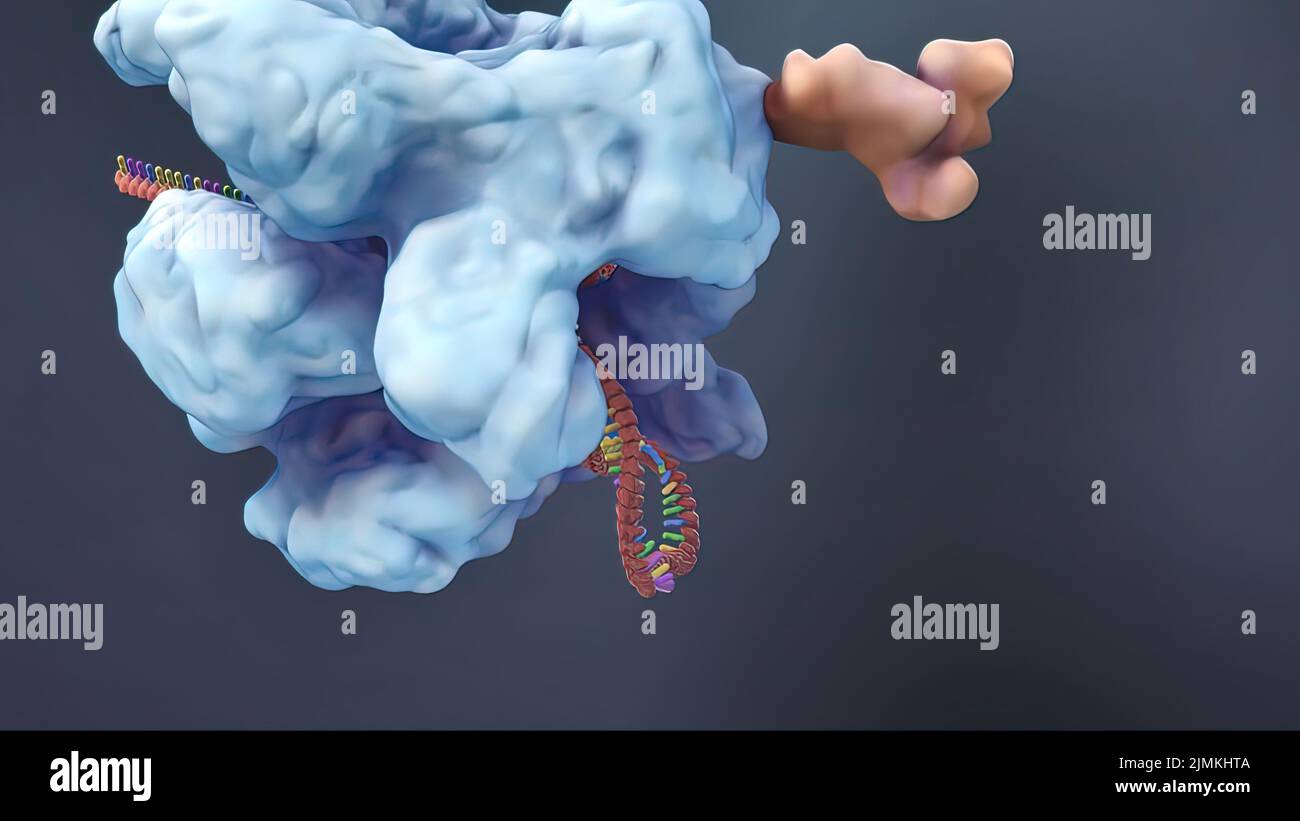 The genetic structure of 3D animated DNA Stock Photo - Alamy