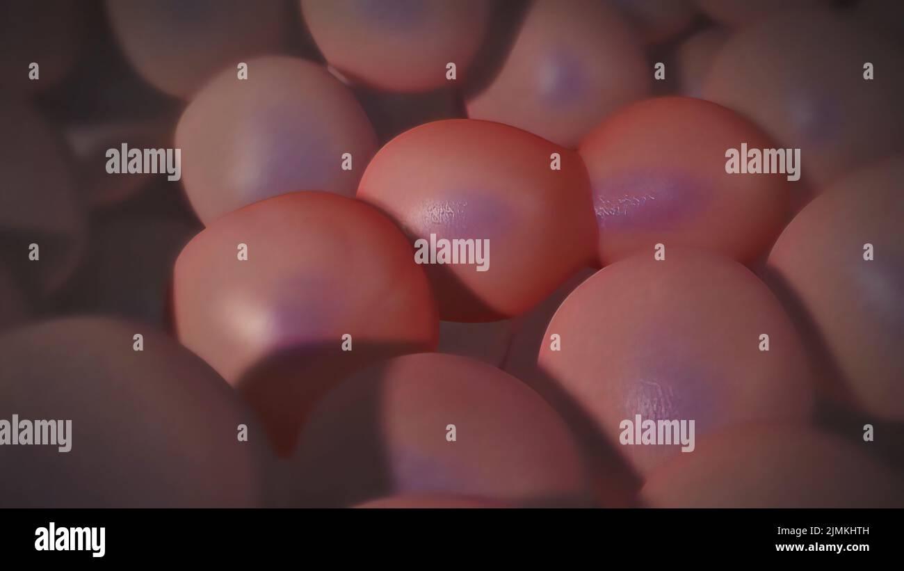 Amylase protease lipase hi-res stock photography and images - Alamy