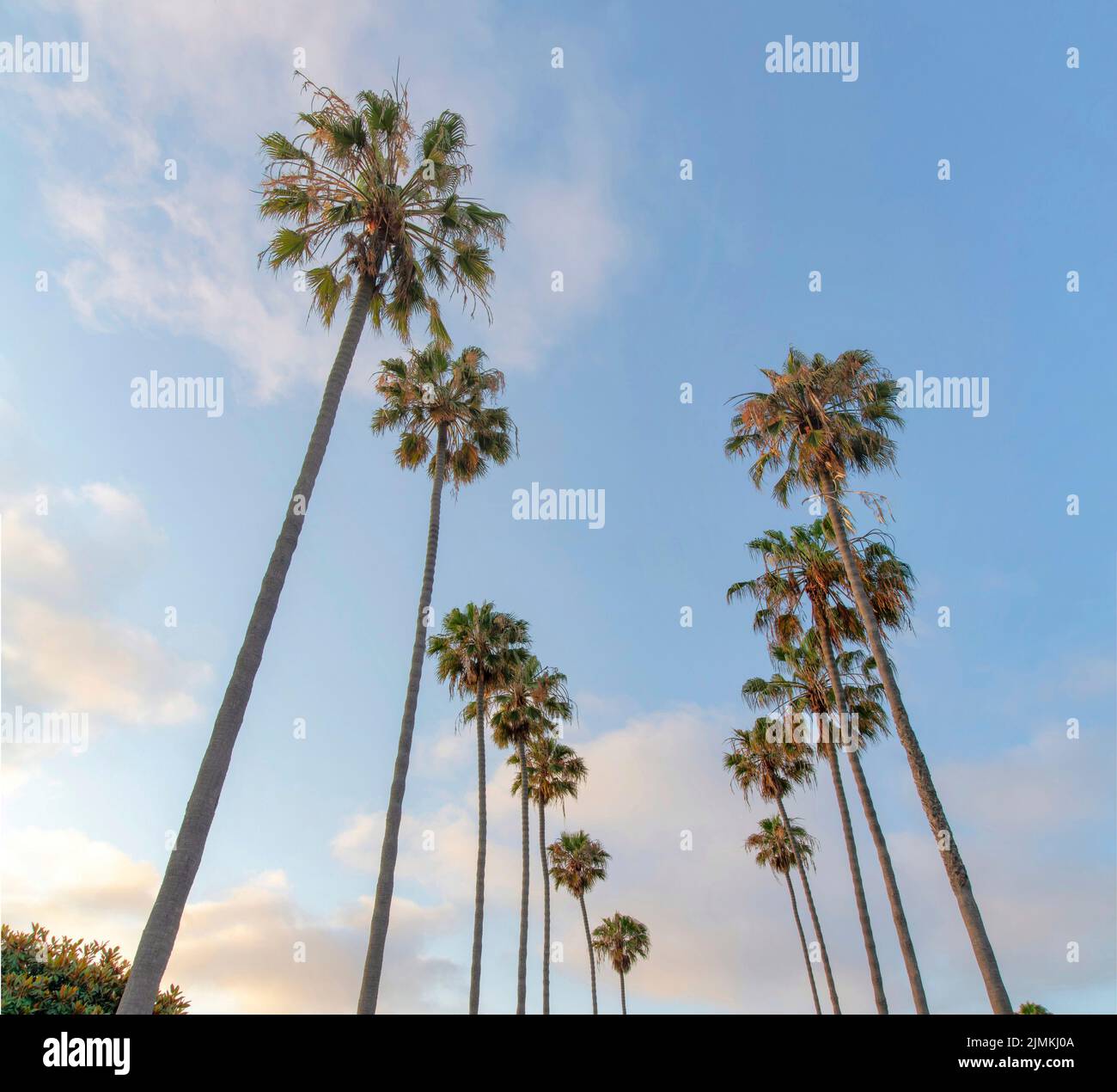 Low angle view of palm trees at La Jolla in California. Columns of tall ...