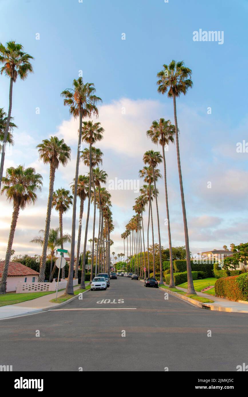 Road in La Jolla, California with columnar tall palm trees at the front ...