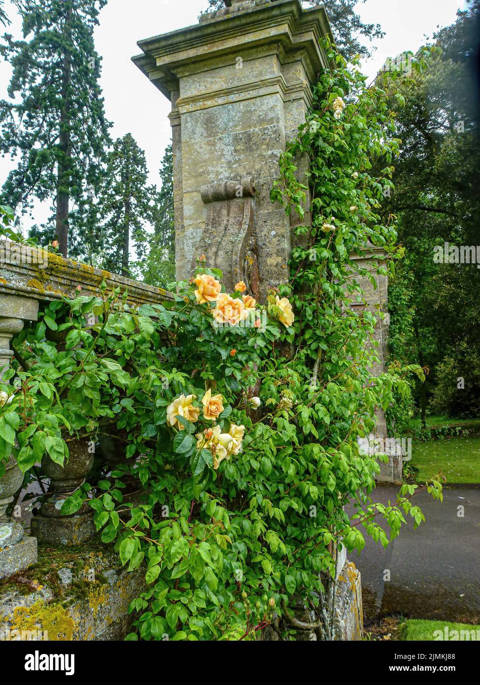 Wall of roses hi-res stock photography and images - Alamy