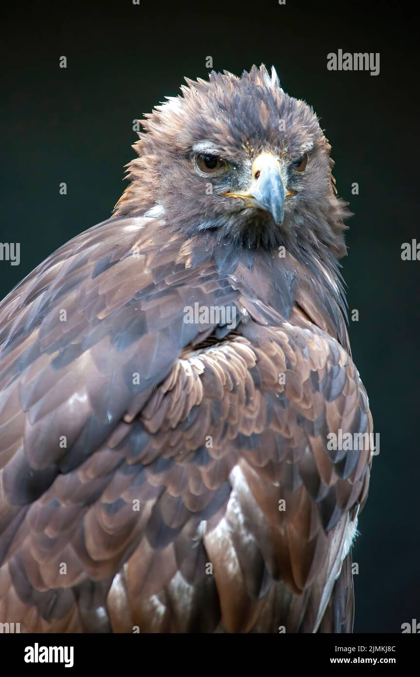 Curious bird hi-res stock photography and images - Alamy