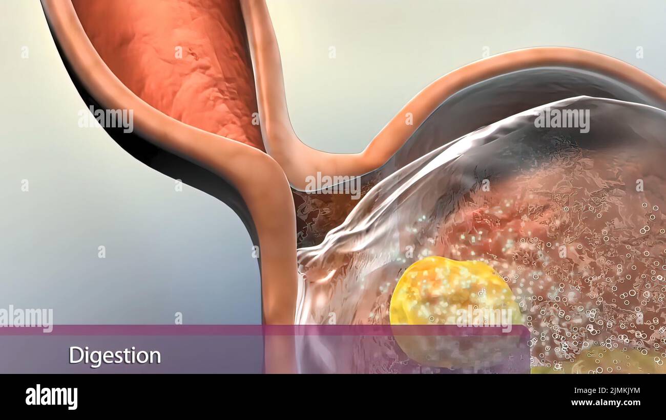 Esophagus food hi-res stock photography and images - Alamy