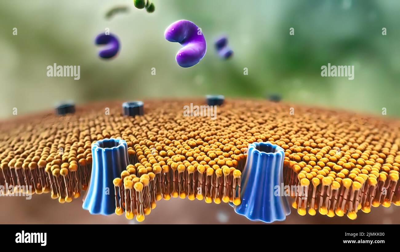 Pancreas hi-res stock photography and images - Alamy