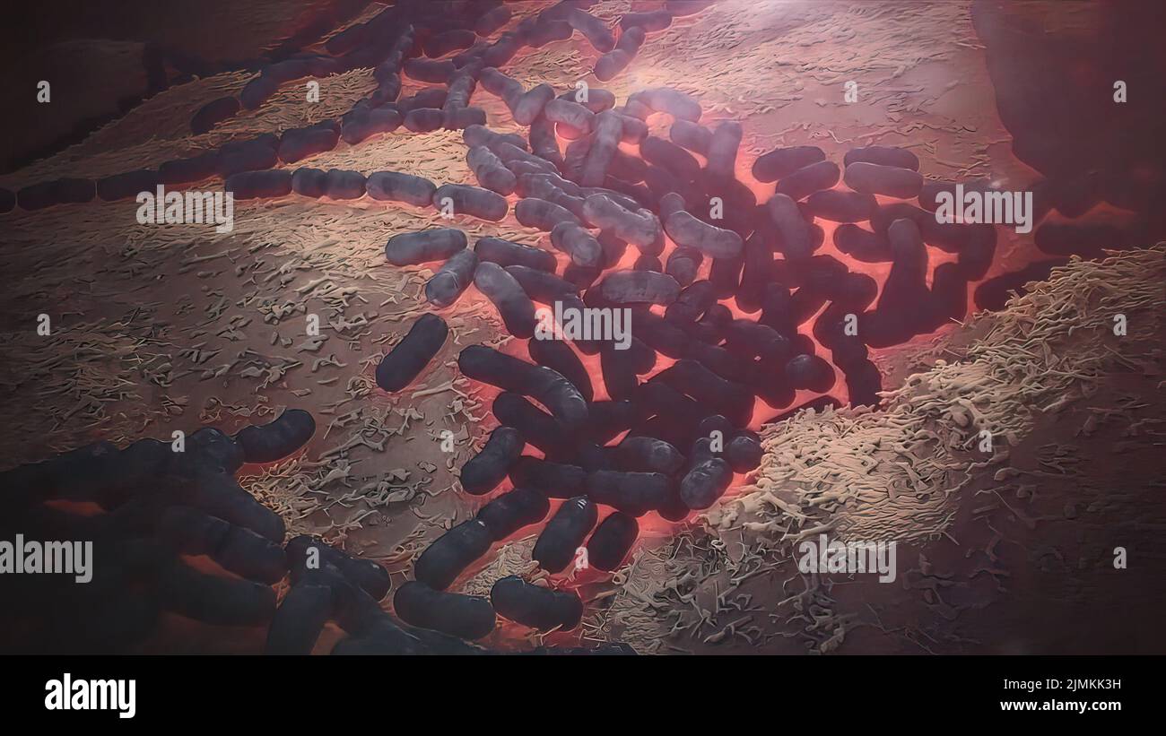 Microaerophilic bacteria hi-res stock photography and images - Alamy