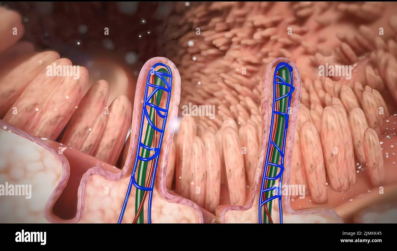 Absorptive epithelium hi-res stock photography and images - Alamy