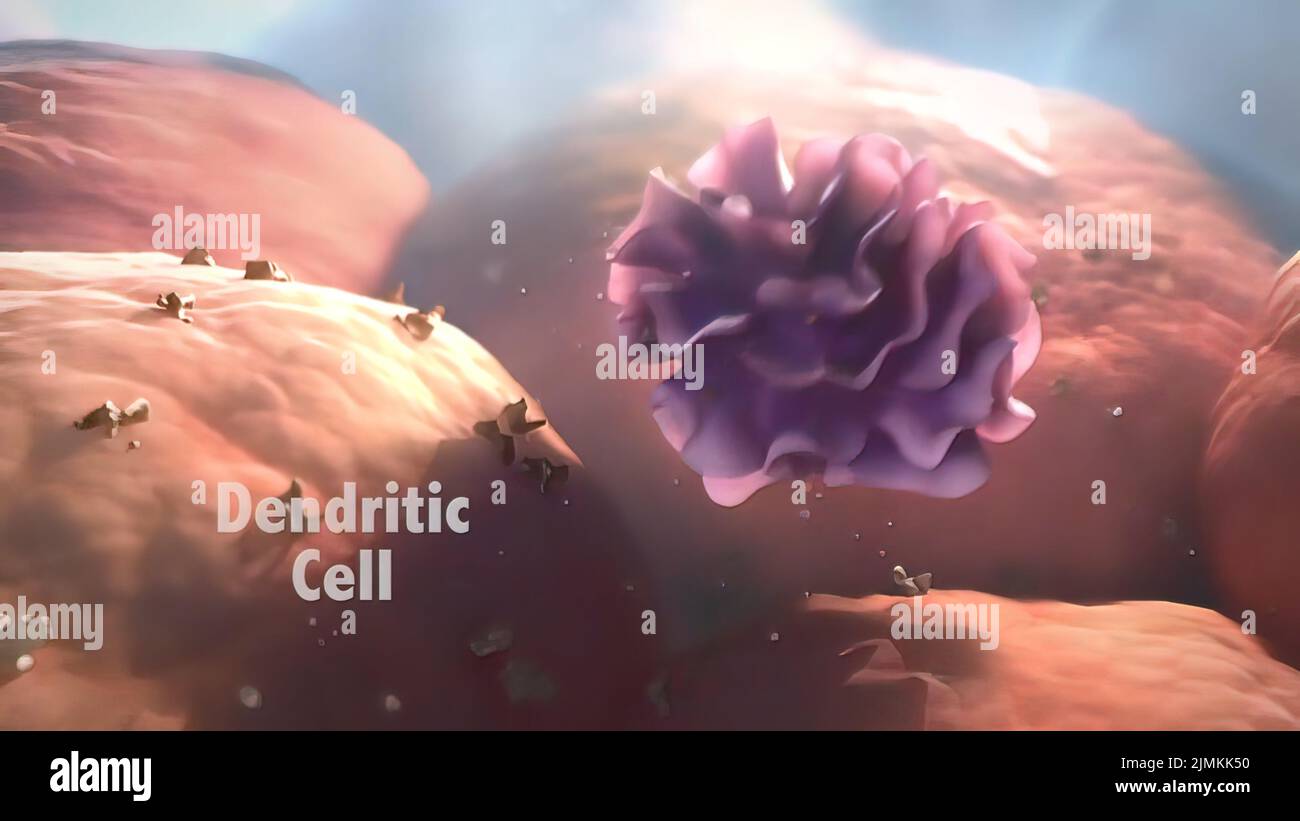 Mammalian immune system hi-res stock photography and images - Alamy