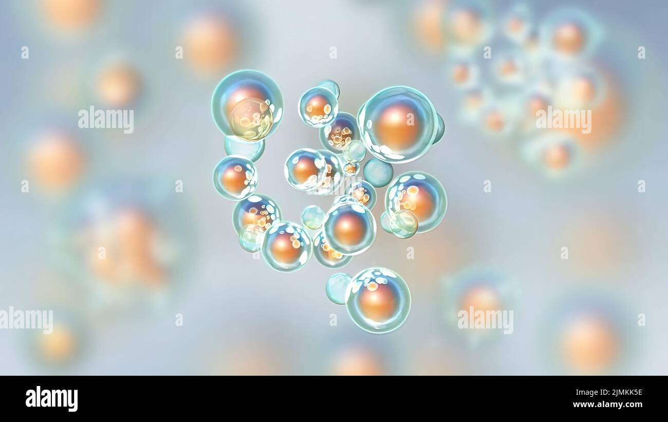 Cell division diagram hi-res stock photography and images - Alamy