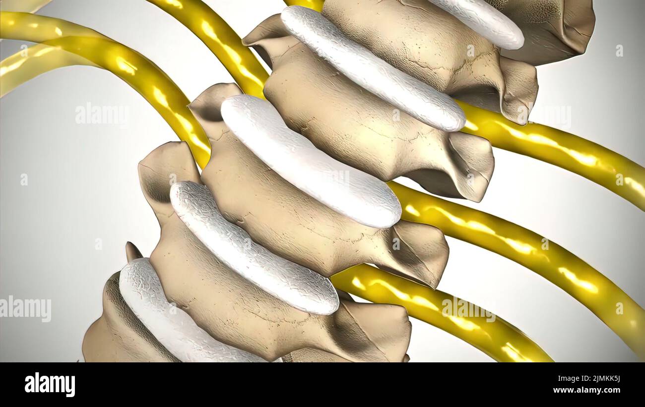 Network of nerves hi-res stock photography and images - Alamy