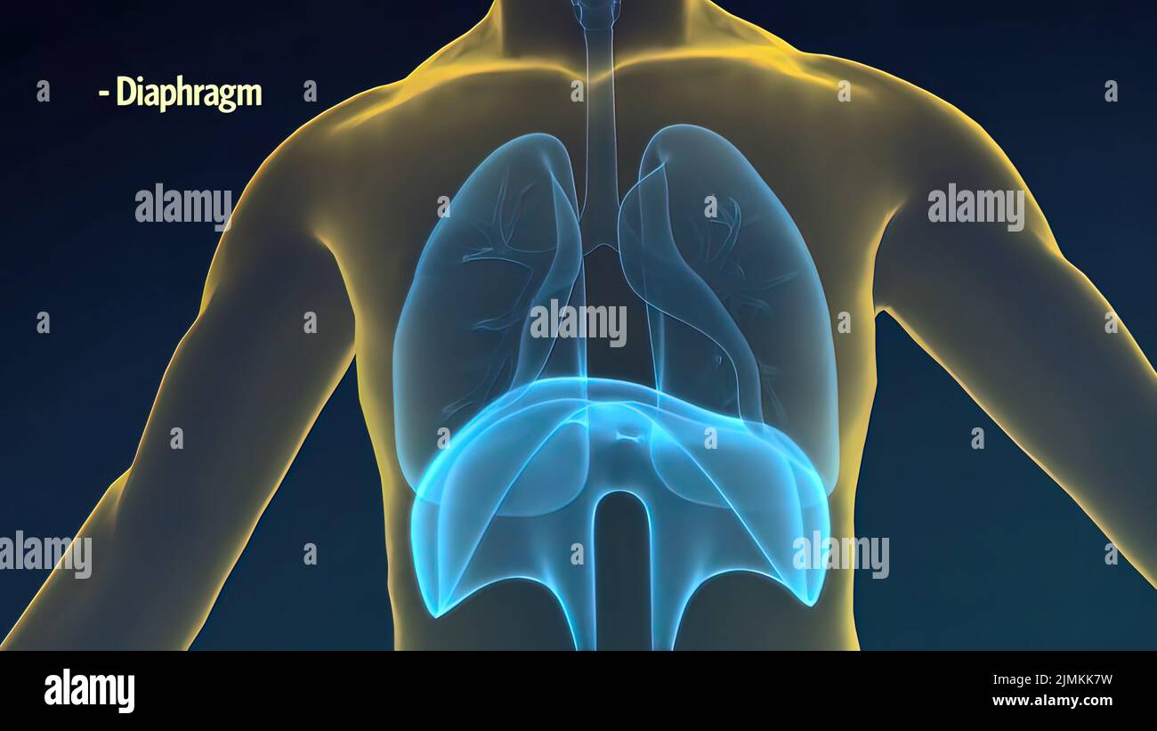 Human breathing system hi-res stock photography and images - Alamy